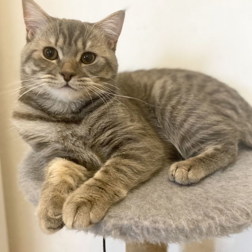 Британский кот