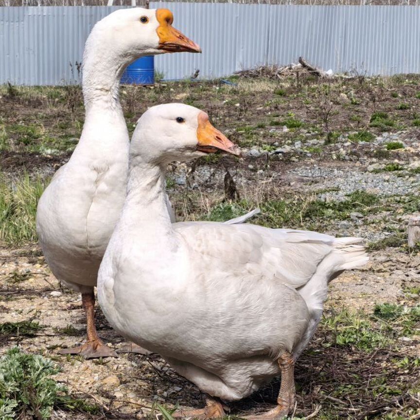 Пара гусей, Линда