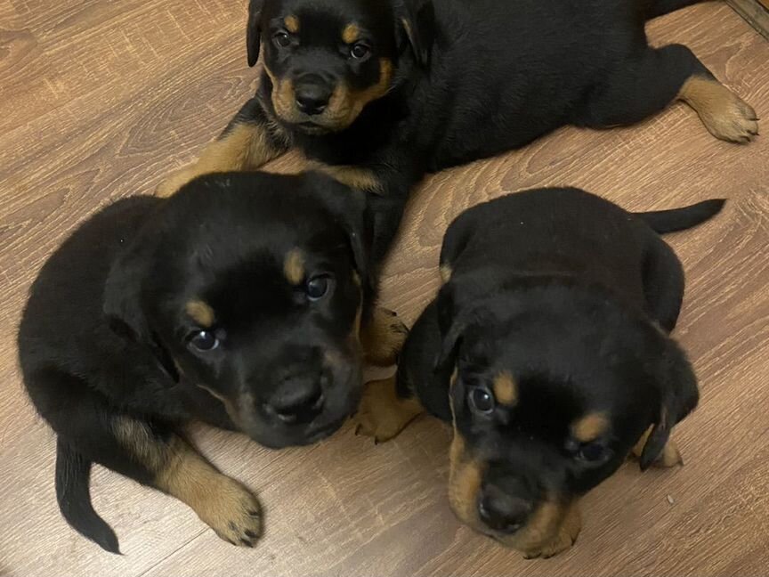 Щенки ротвейлера (девочки)
