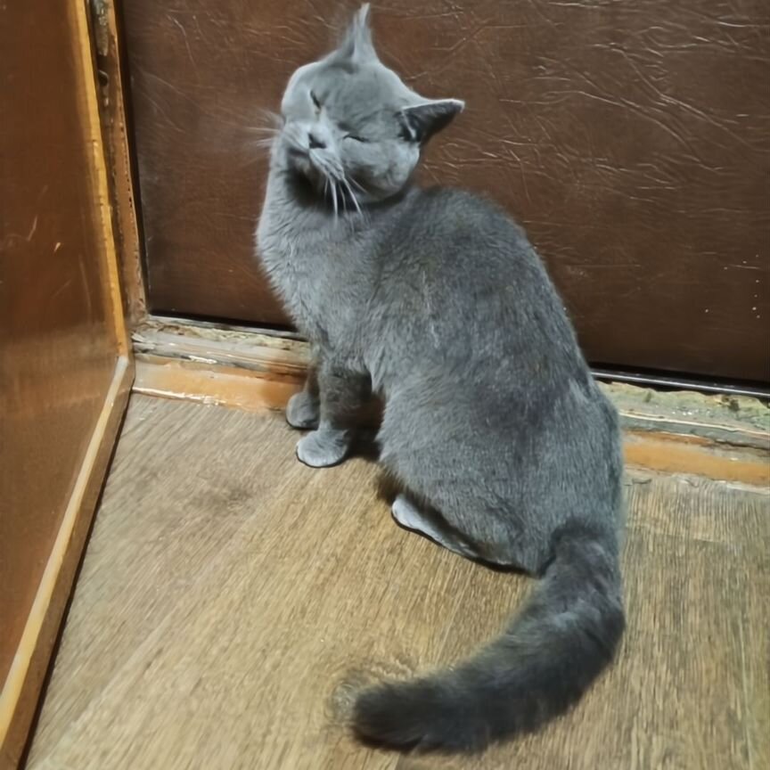 Британская короткошёрстная кошка, взрослая