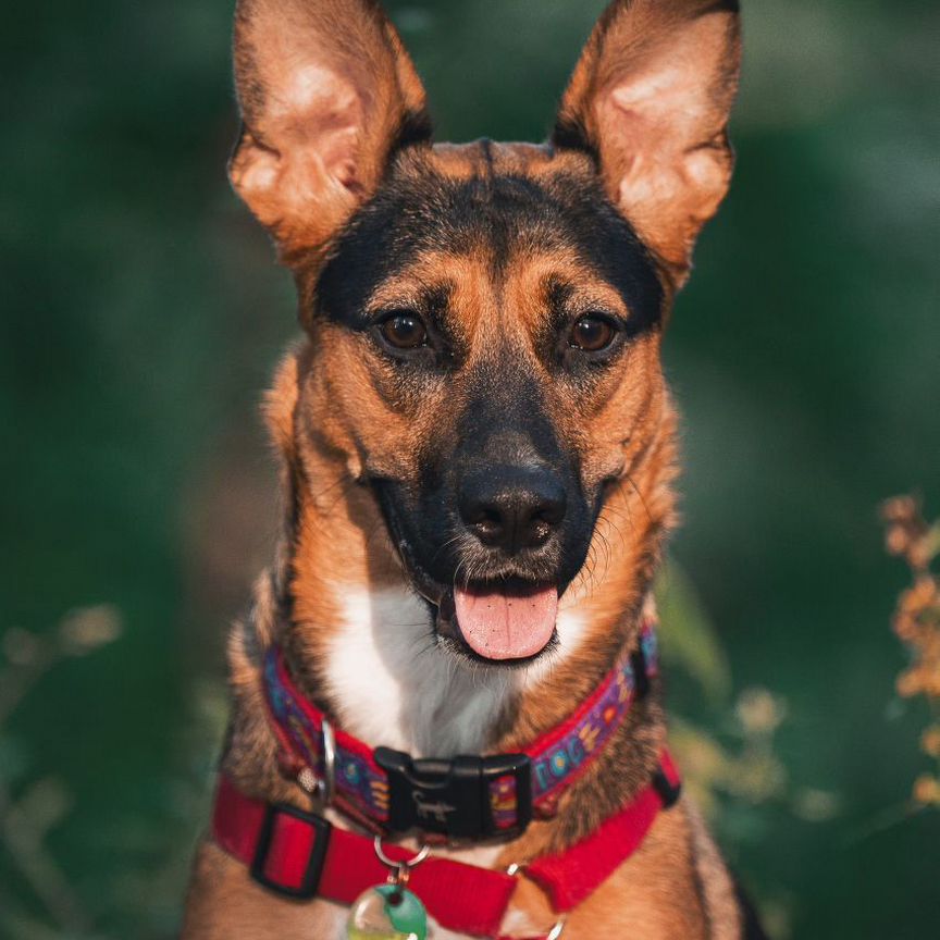 Почти Бассенджи