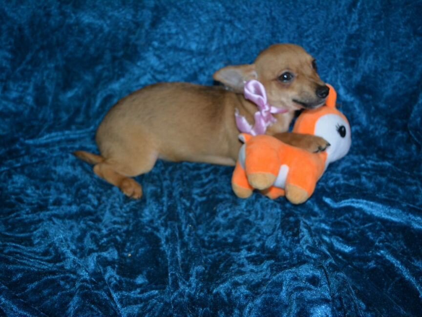 Пацанчик от чихуахуа