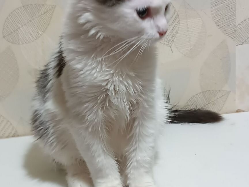 Кошечка Марфа