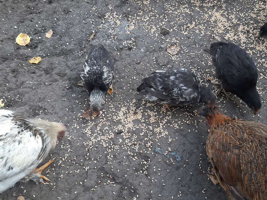 Куры молодые,несушки,цыплята