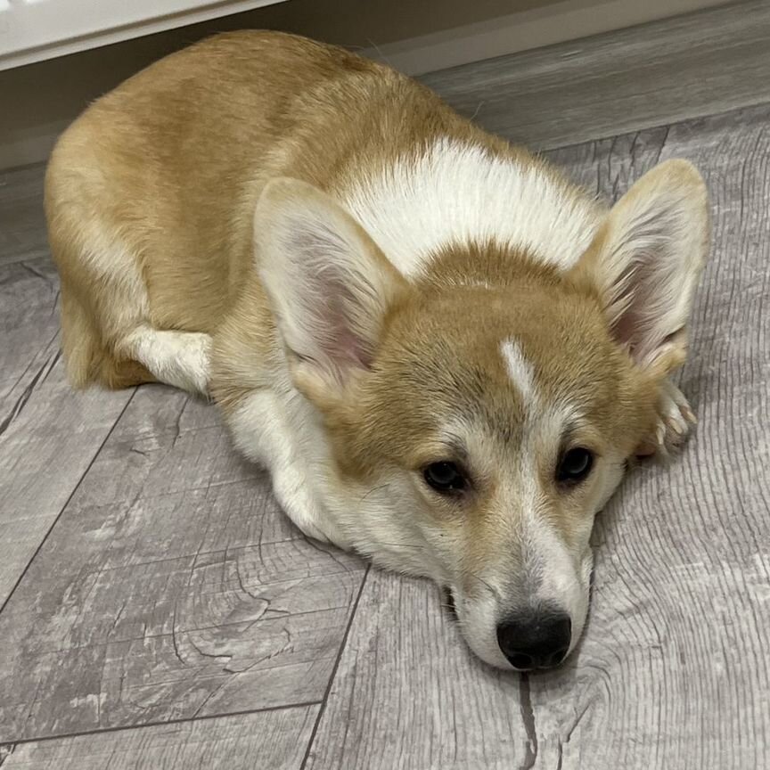 Вельш Корги Пемброк, щенок