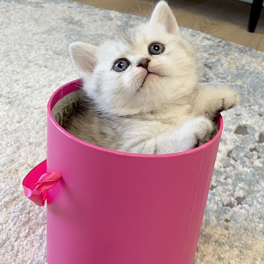 Шотландский прямоухий короткошёрстный котёнок