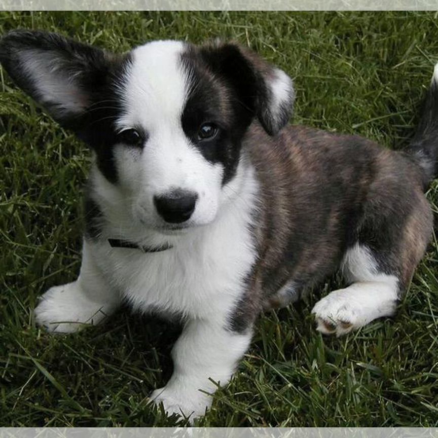 Вельш Корги Кардиган, щенок