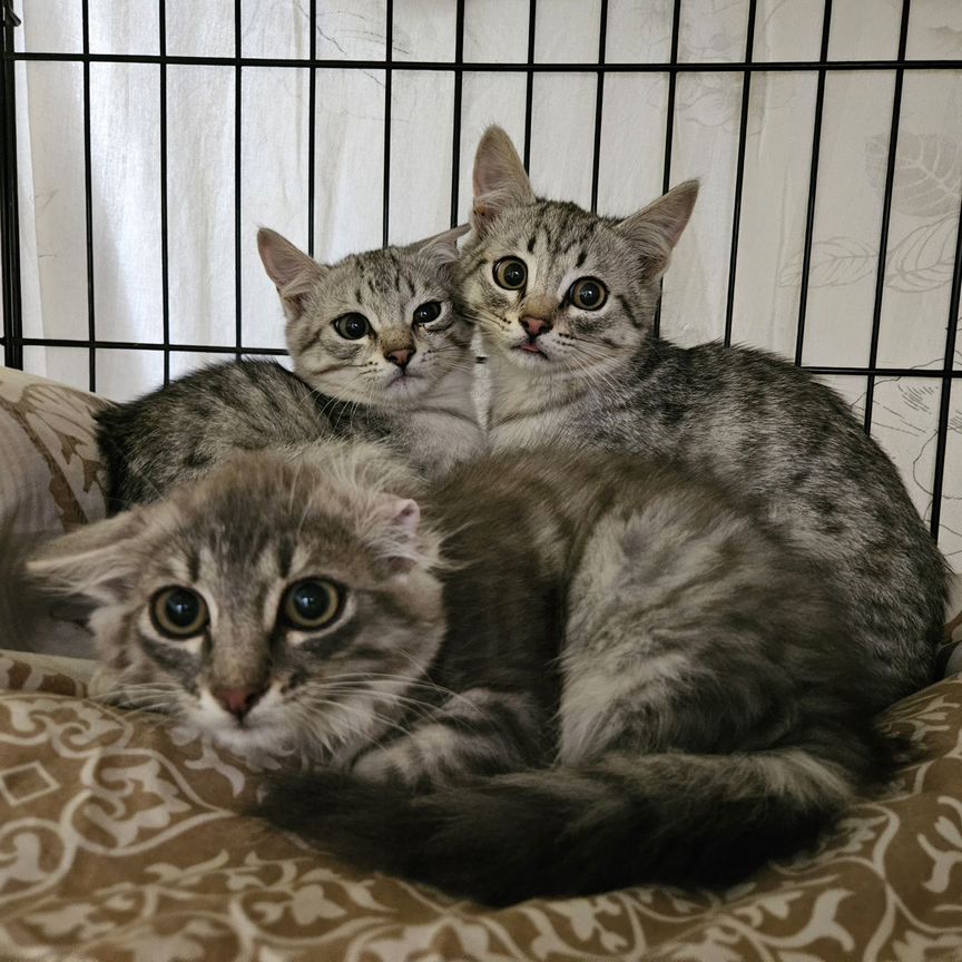 Котята в добрые руки бесплатно