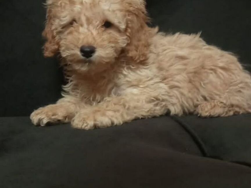 Пудель мини