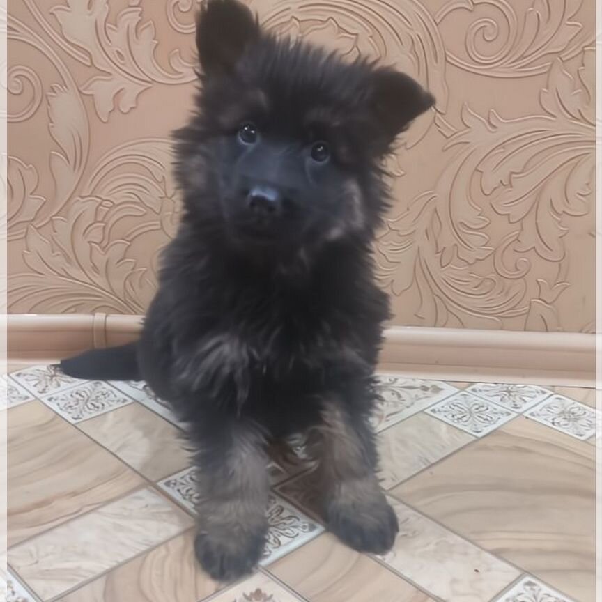 Немецкая овчарка, щенок