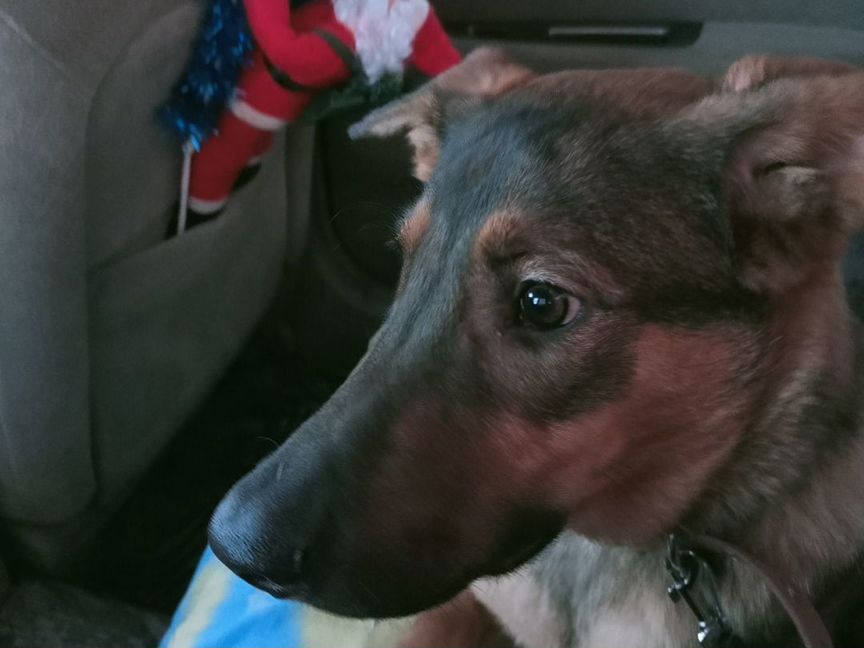 Щенок кобель в добрые руки