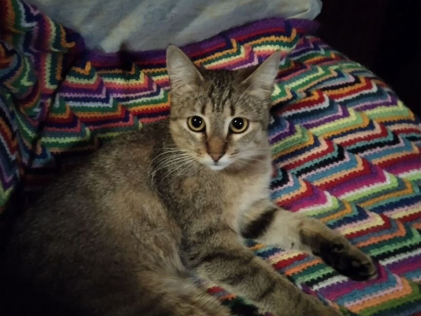 Котенок девочка 7 месяцев