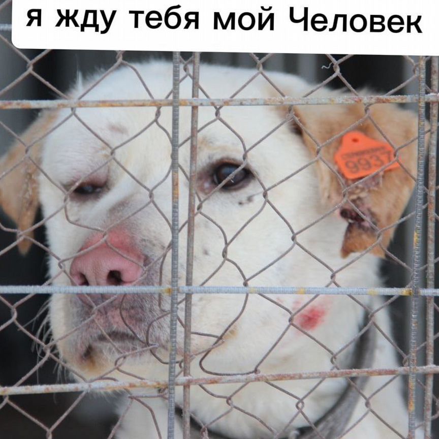 Лабрадор-ретривер, взрослый пёс