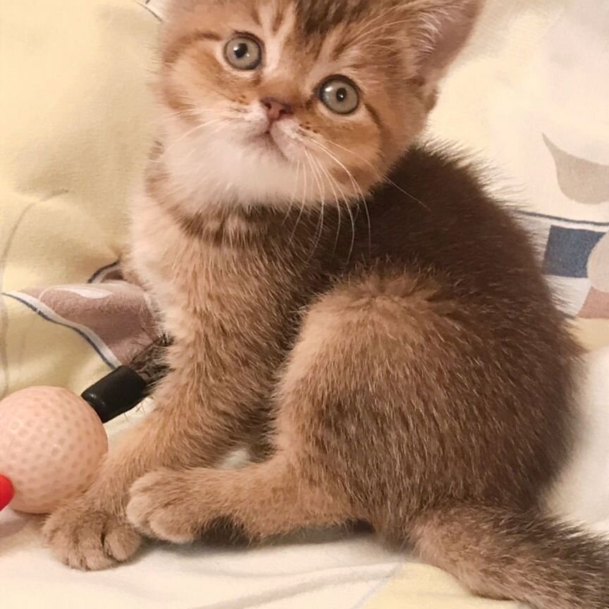 Прямоухий котик