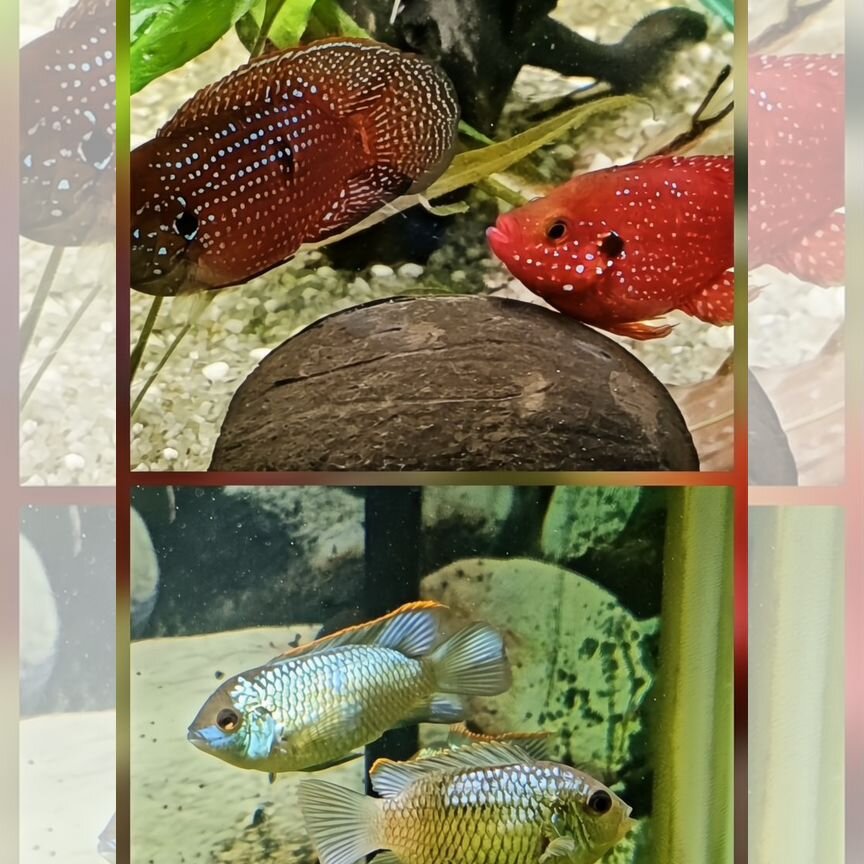 Хромисы, нанакары, барбусы