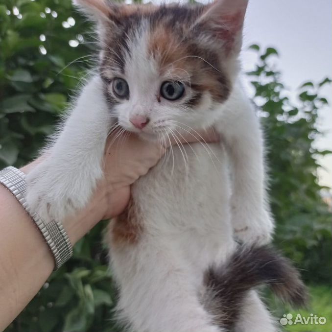 Помогите спасти котенка
