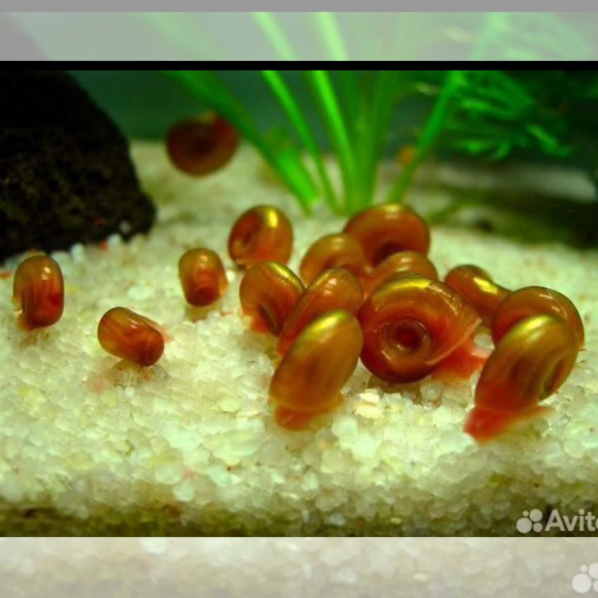 Улитки катушки - мне