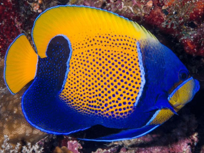 Ангел Наварры неоновый