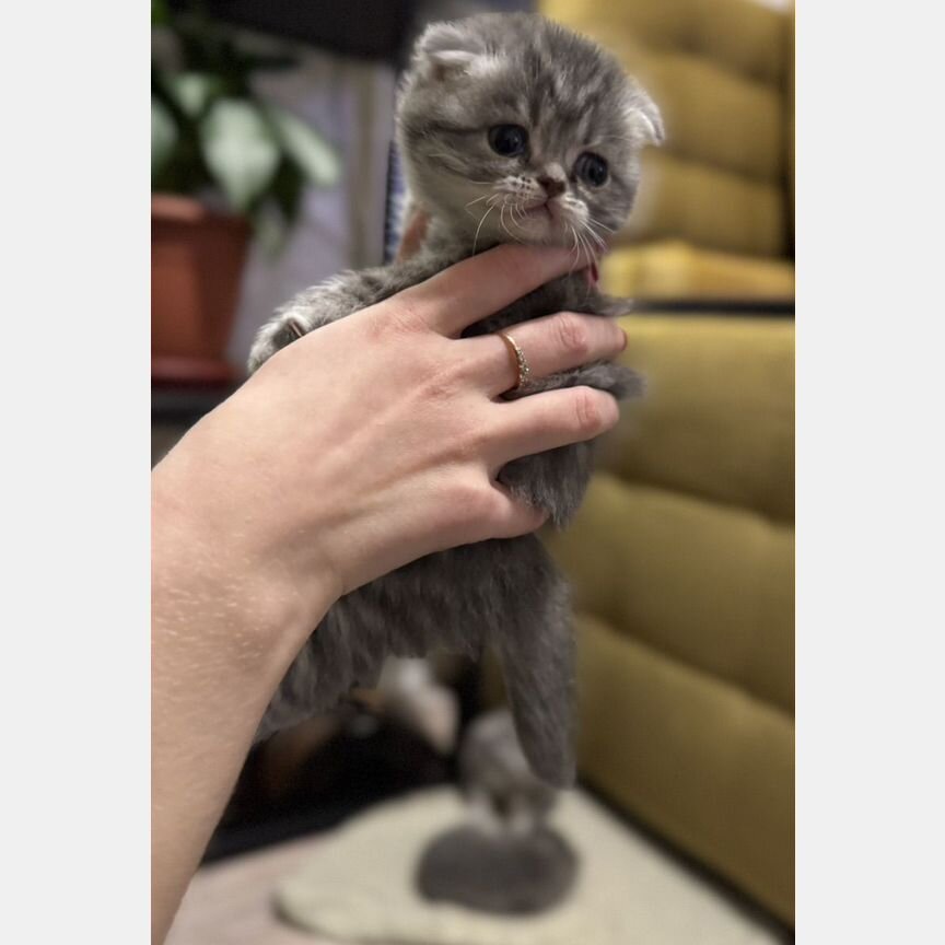Шотландские котята мрамор