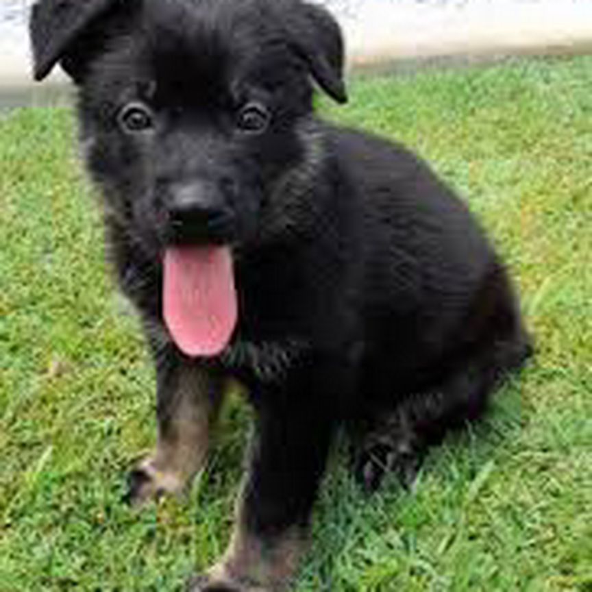 Щенки мальчики и девочки, 2 месяца