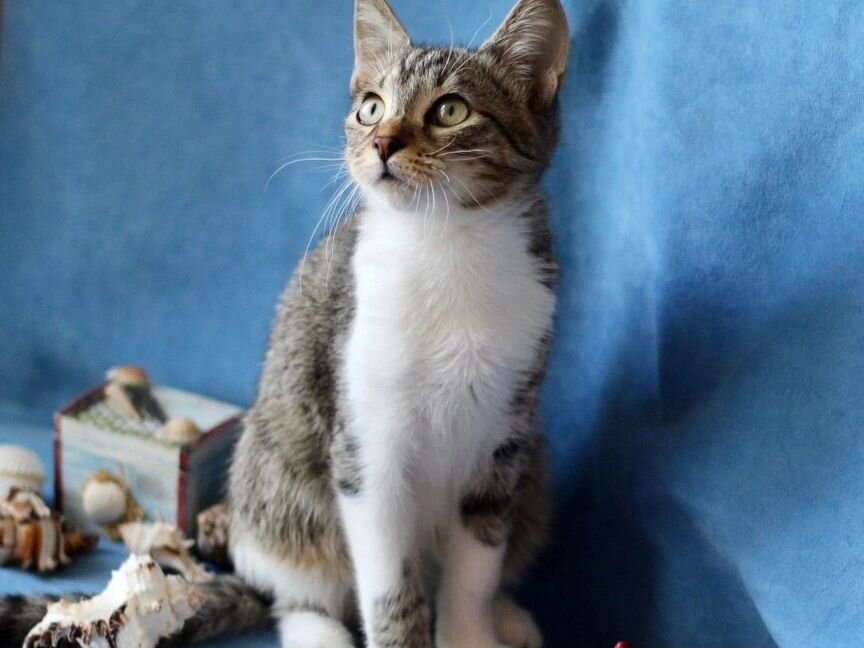 Котенок Гаврош