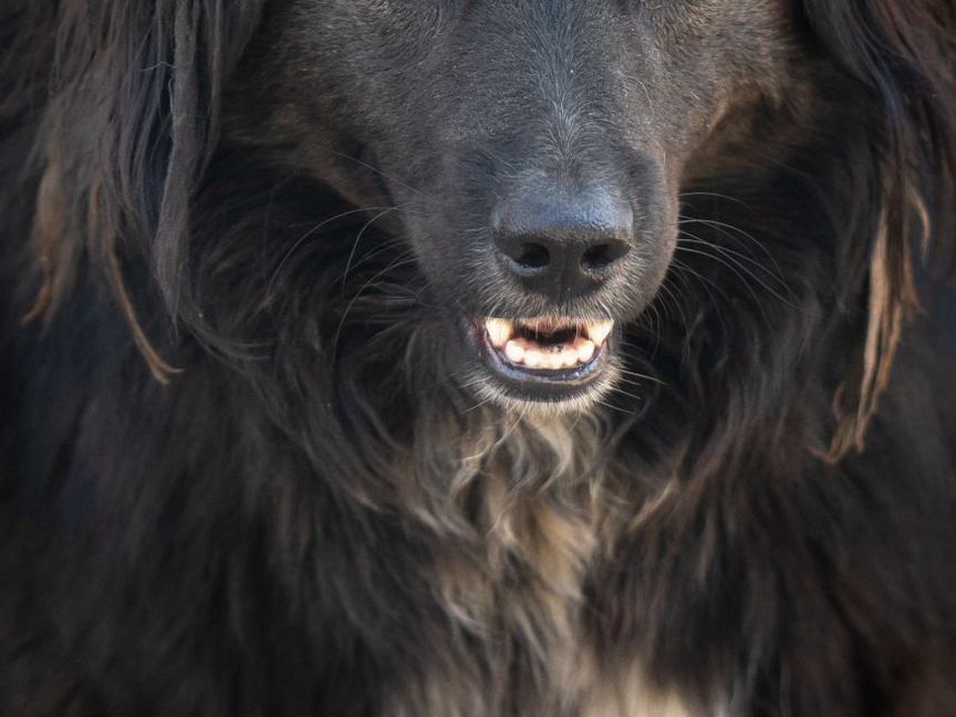 Собачка в добрые руки