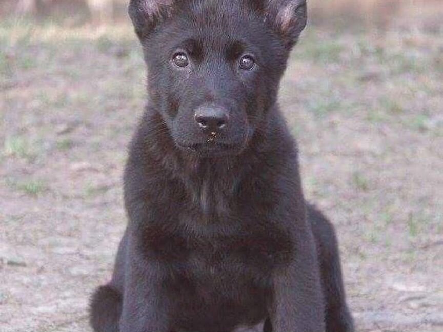 Немецкая овчарка