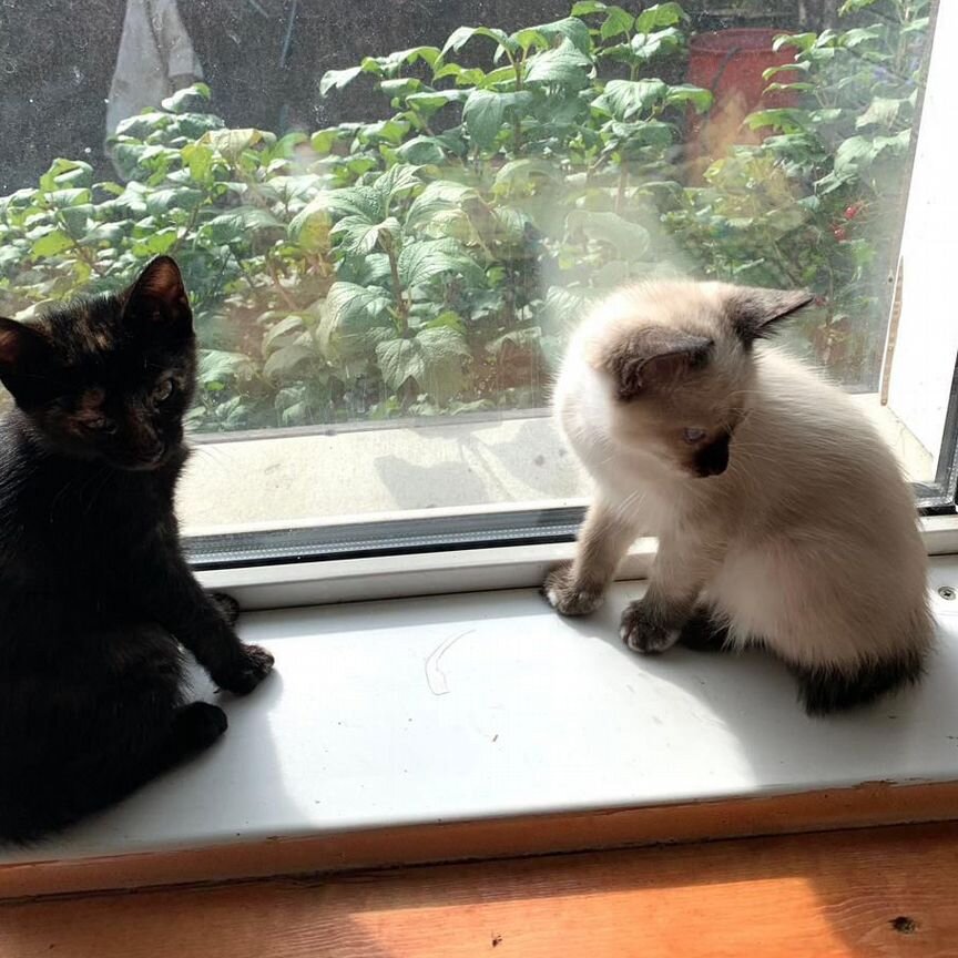 Котята в добрые руки