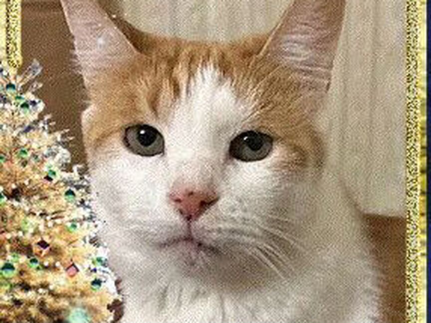 Замечательный рыжик Тимка ищет передержку дом
