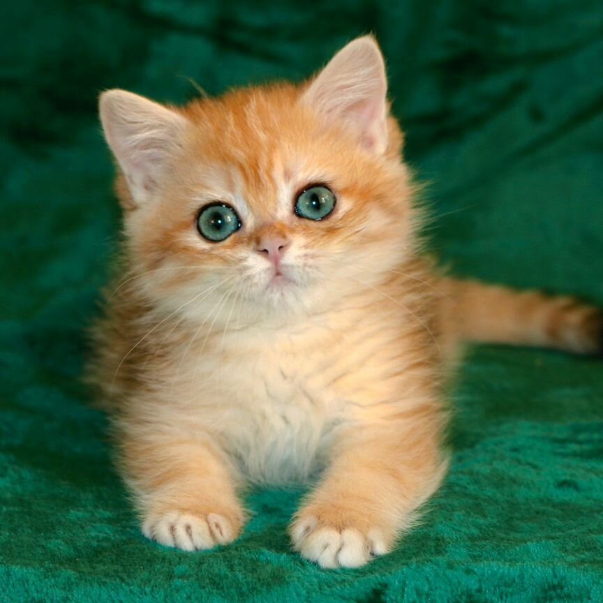 Девочка золотая британская шиншилла