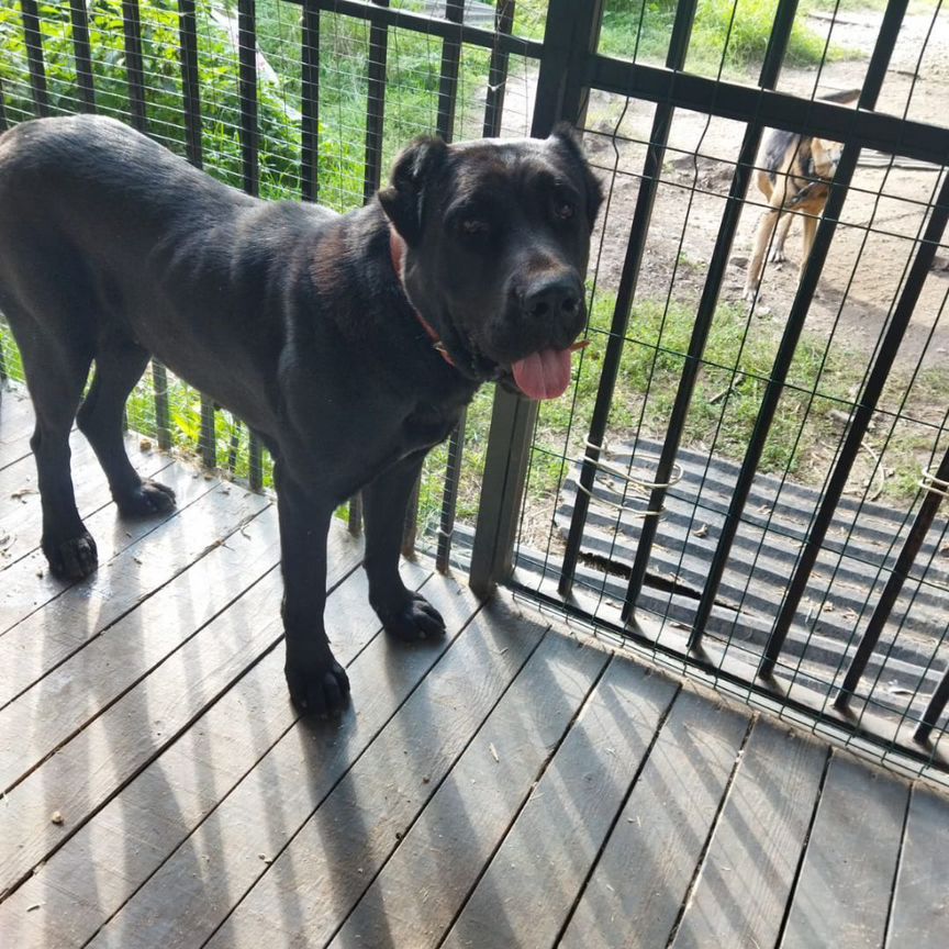 Алабай в добрые руки