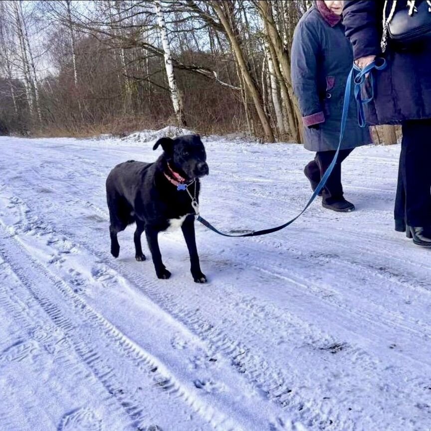 Собака в добрые руки девочка
