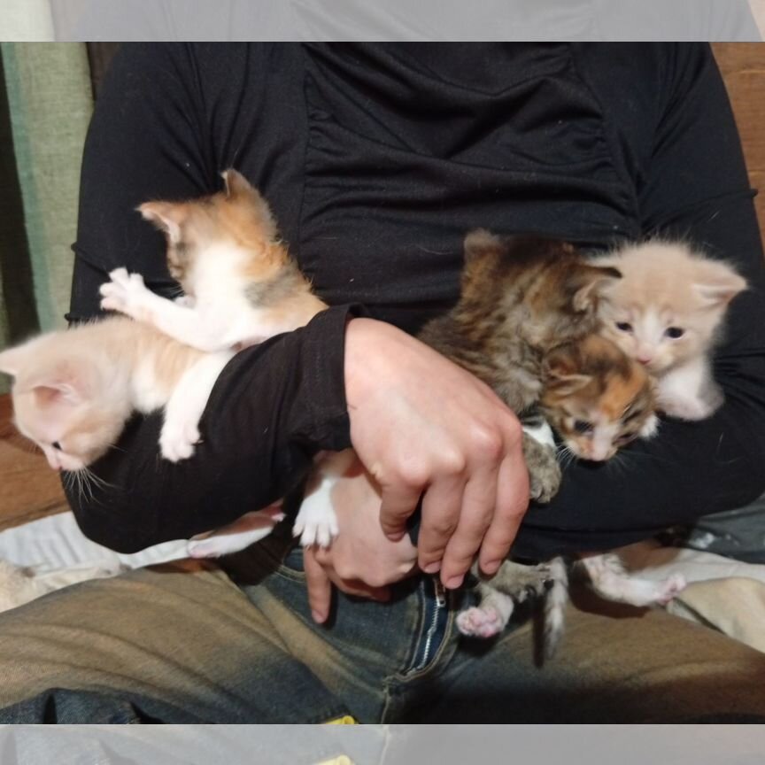 Котёнок в добрые руки