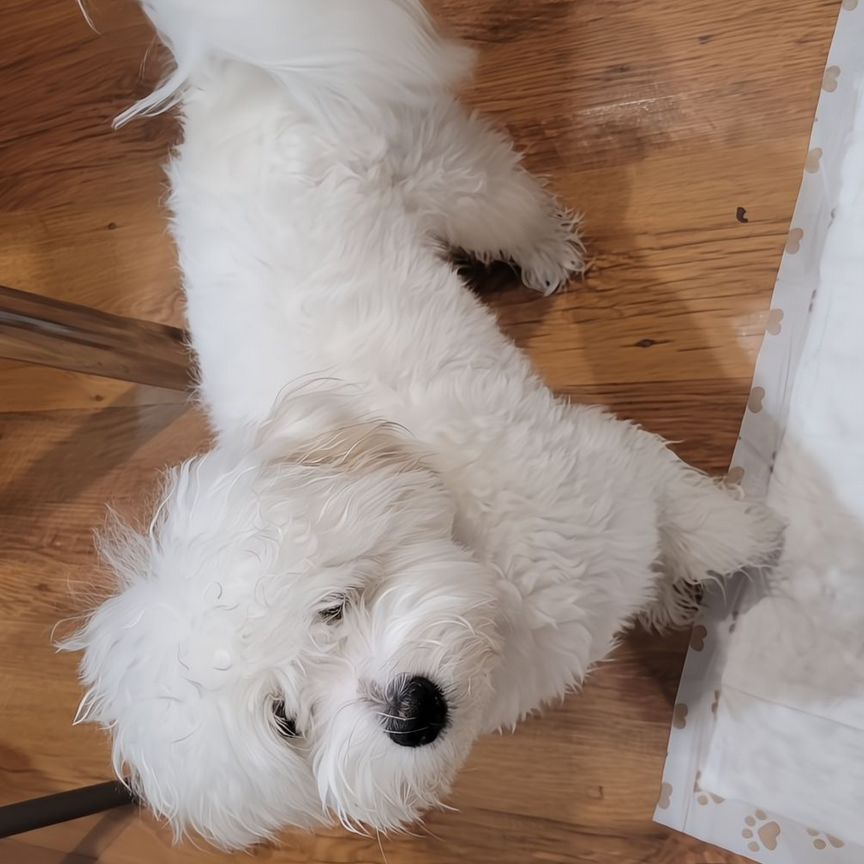 Мальтийская болонка, щенок