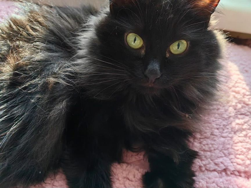 Котик Изюм в добрые руки