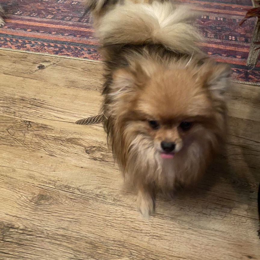 Шпиц мальчик 1 год