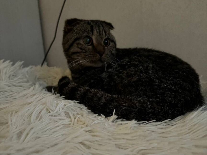 Кот шотландский вислоухий