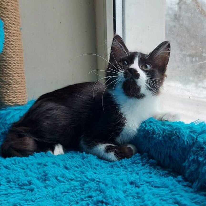 Котенок мальчик ищет семью