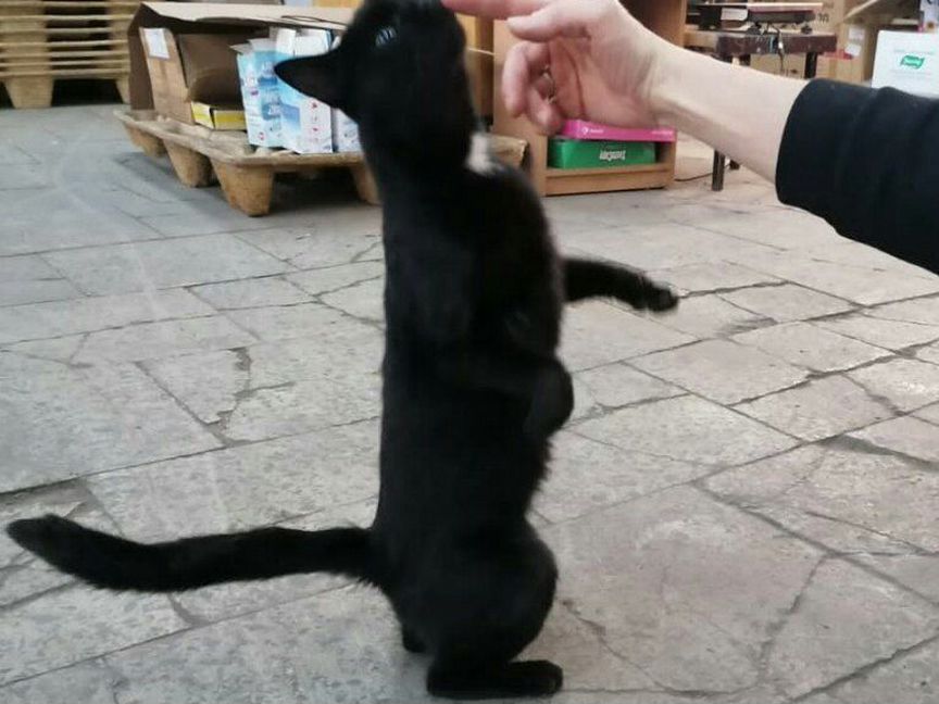 Кошку гонят со склада