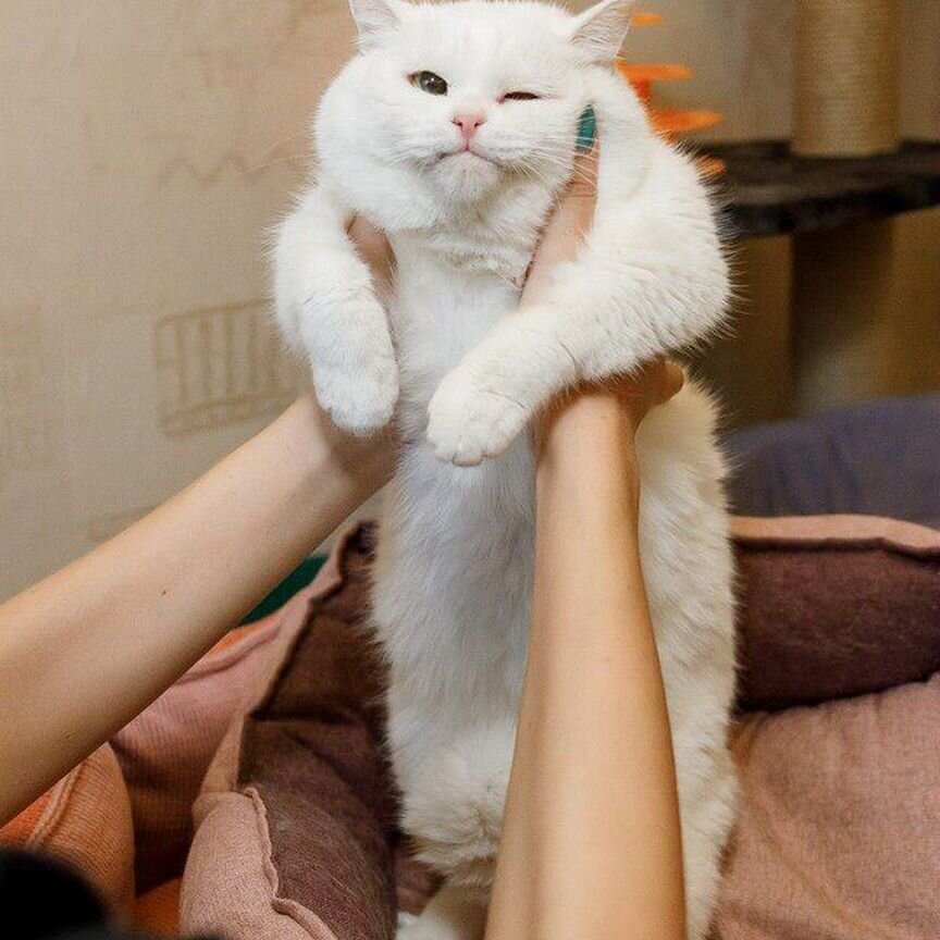 Кошка белоснежная