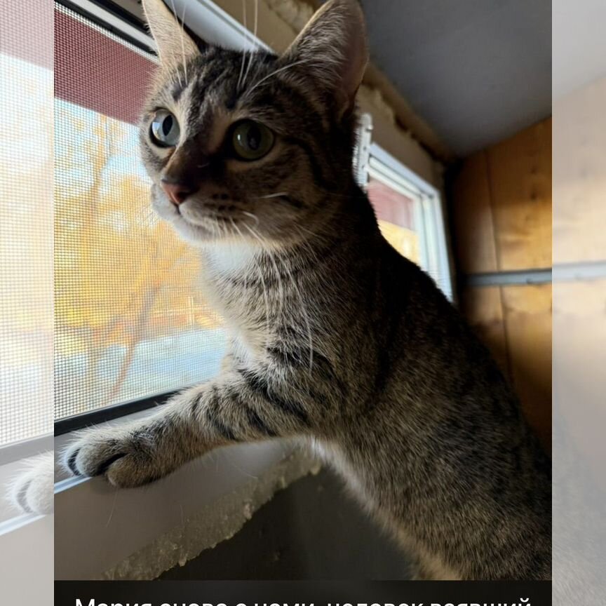 Кошечка стерильная