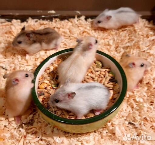 Джунгарский хомяк малыши