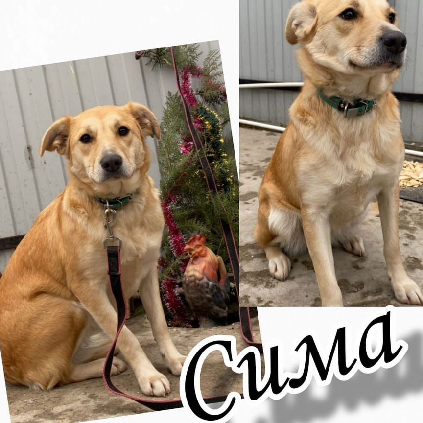 Верный друг