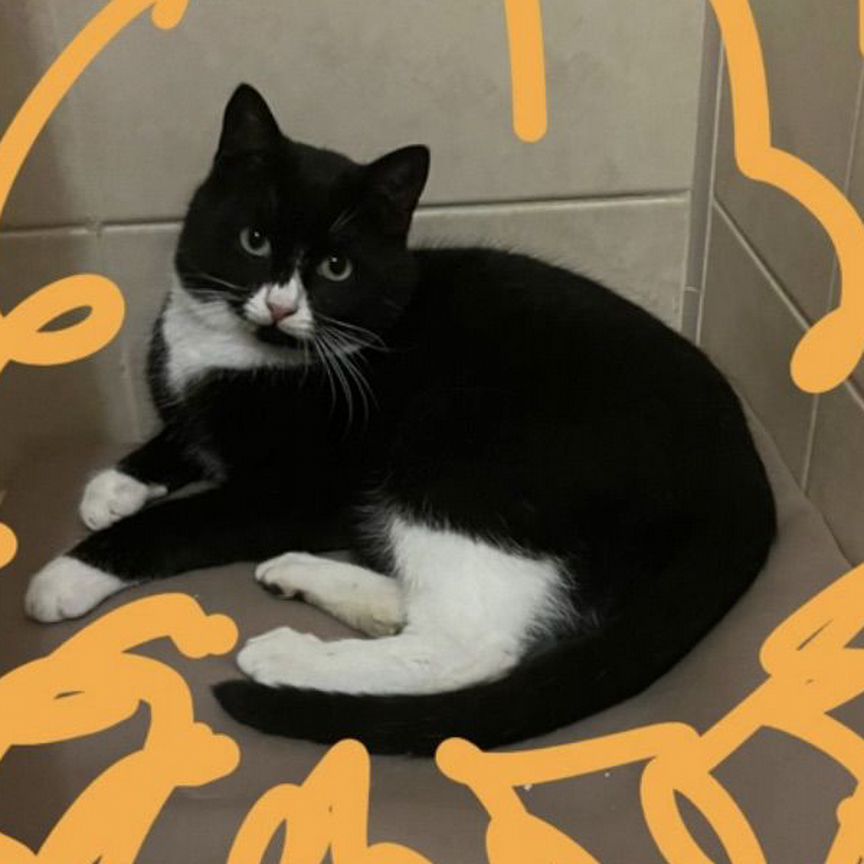 Котёнок в добрые руки