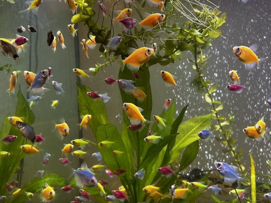 Тернеция Glo fish коридорас панда