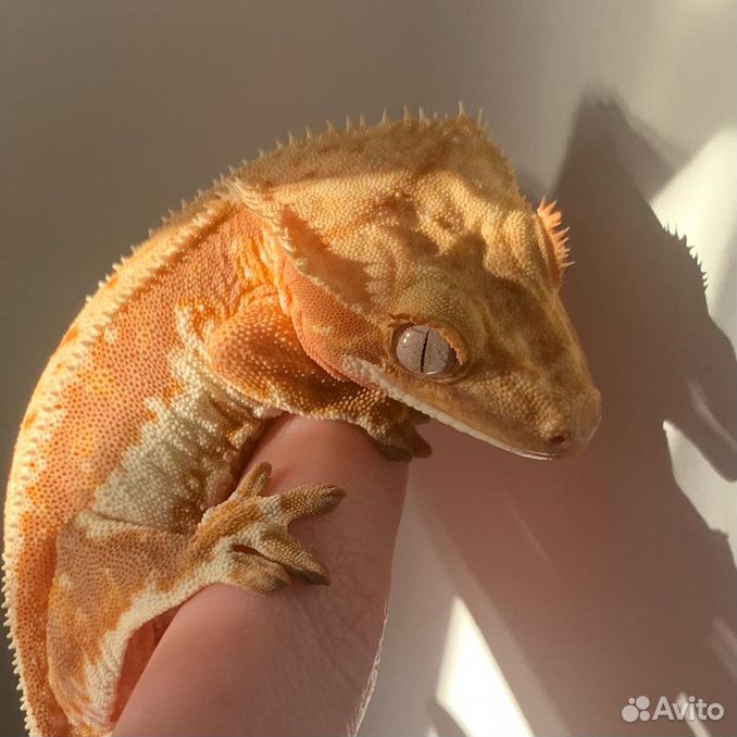 Бананоед red lilly white