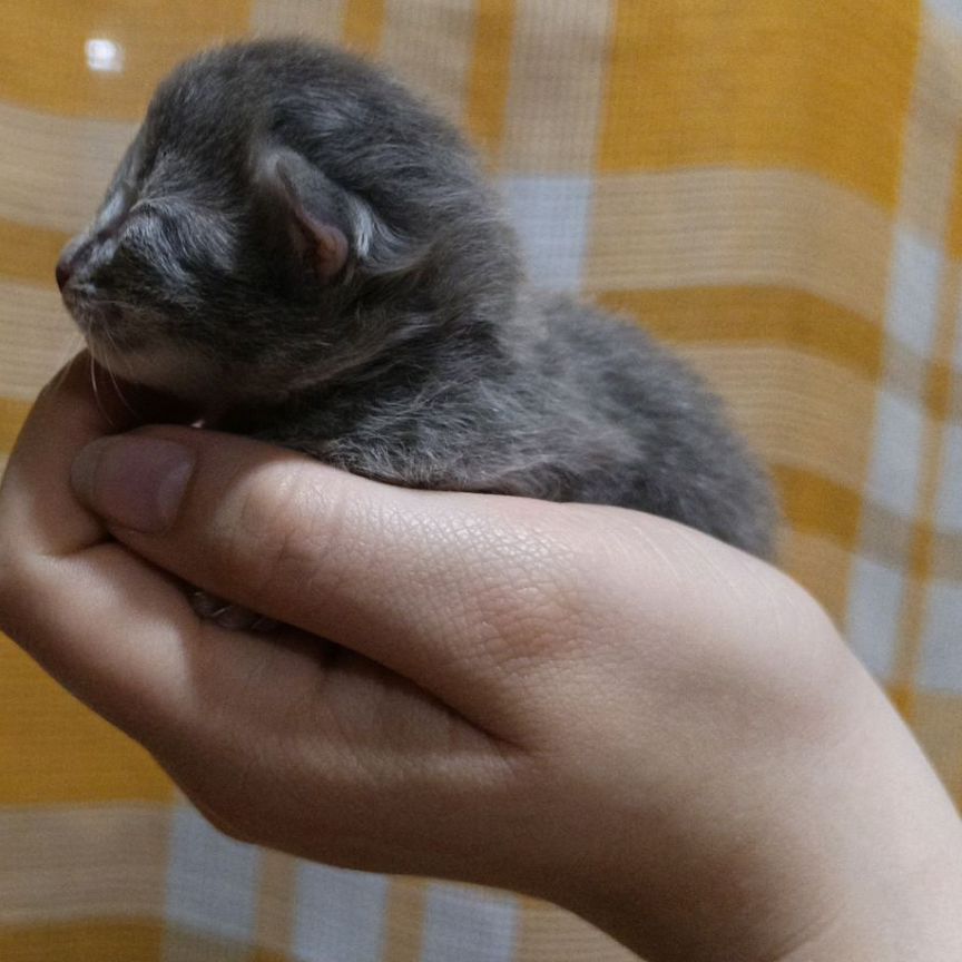 Котёнок в добрые руки
