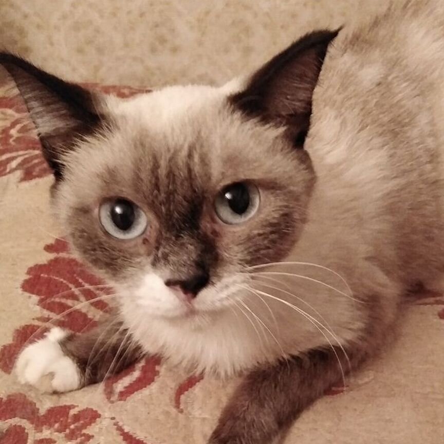 Кошечка Люся, сиамской породы