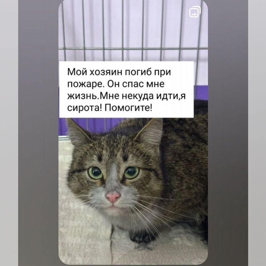Кошка спасенная на пожаре ищет дом