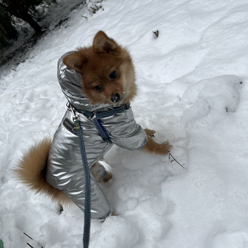 Зимний комбинезон для маленькой собаки